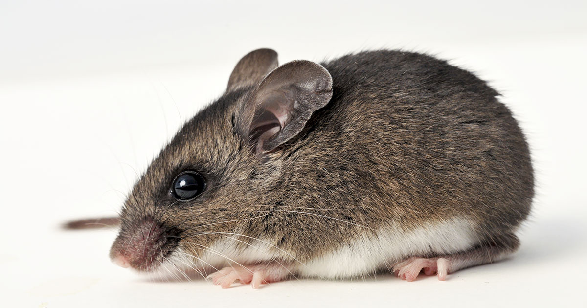 Tips to Avoid Mice in Storage Units | BigSteelBox